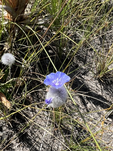 Evolvulus pterygophyllus · iNaturalist