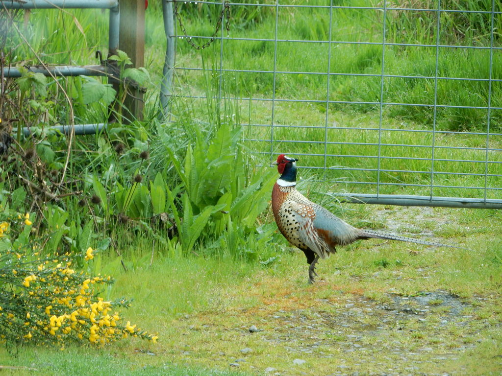 Ring-necked Pheasant from King County, WA, USA on May 7, 2022 at 08:21 ...