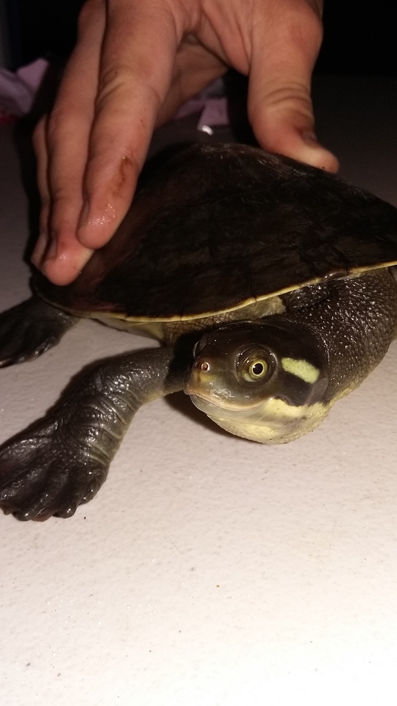Eastern Short-necked Turtle from Manumbar QLD 4601, Australia on ...