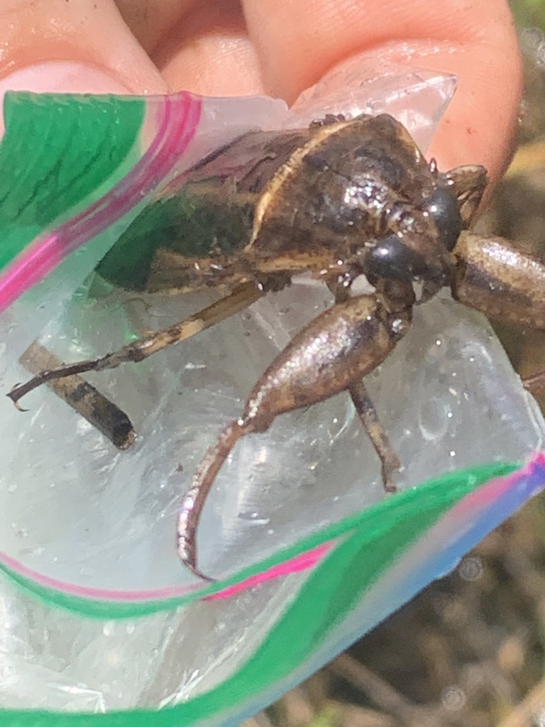 Uhler's Giant Water Bug from Lake Suggs, Melrose, FL, US on May 11 ...