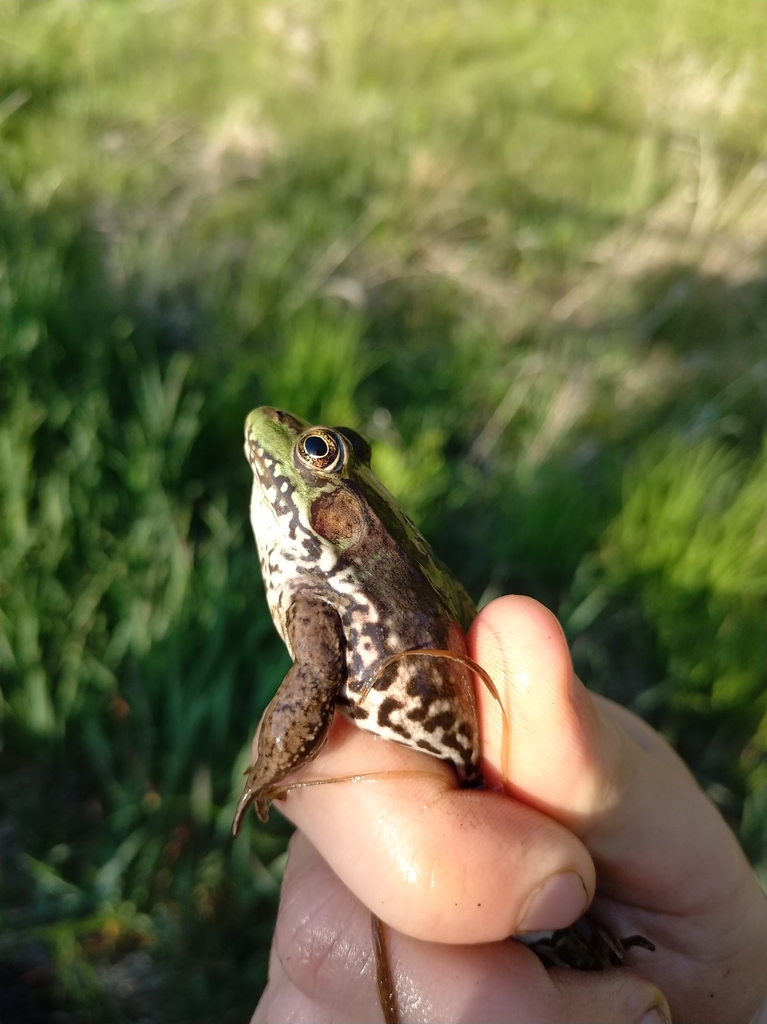 Green Frog from Warren, NJ 07059, USA on May 12, 2022 at 07:00 PM by ...