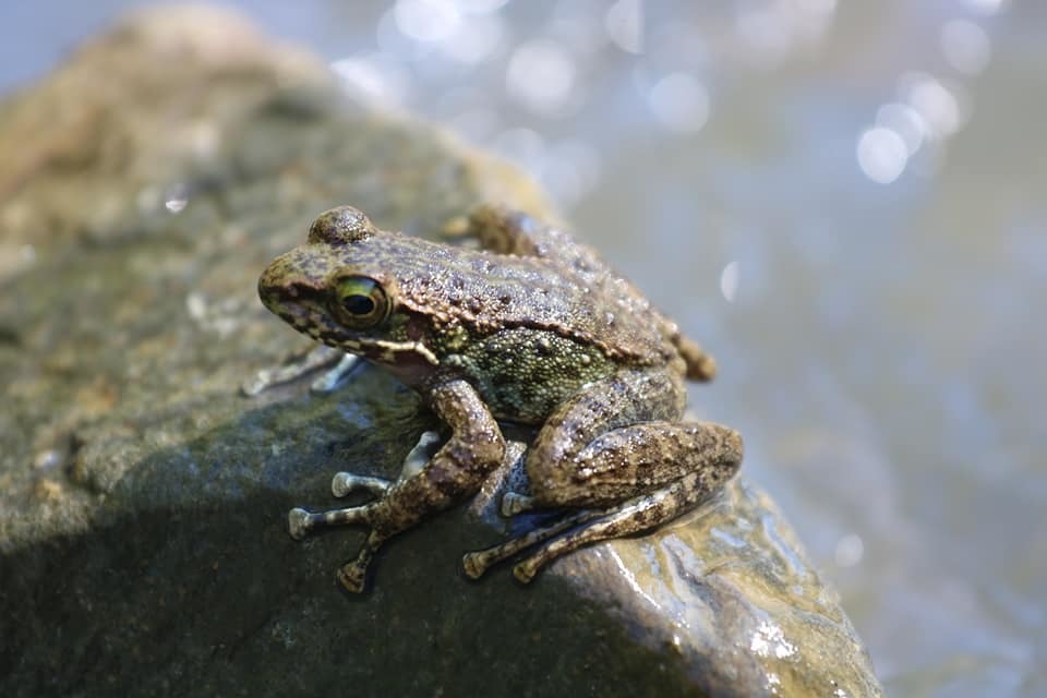 Amolops gerbillus from Trongsa, Bhutan on October 15, 2019 at 10:06 AM ...