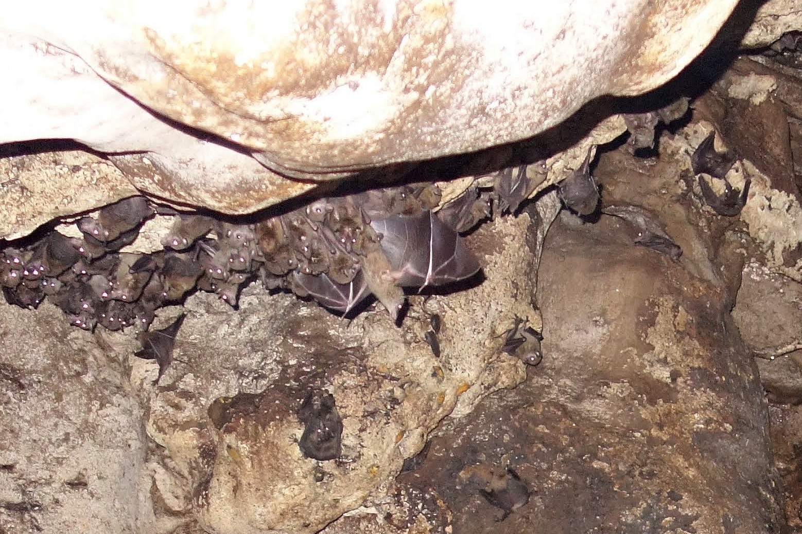 Notopteris macdonaldii Gray, 1859