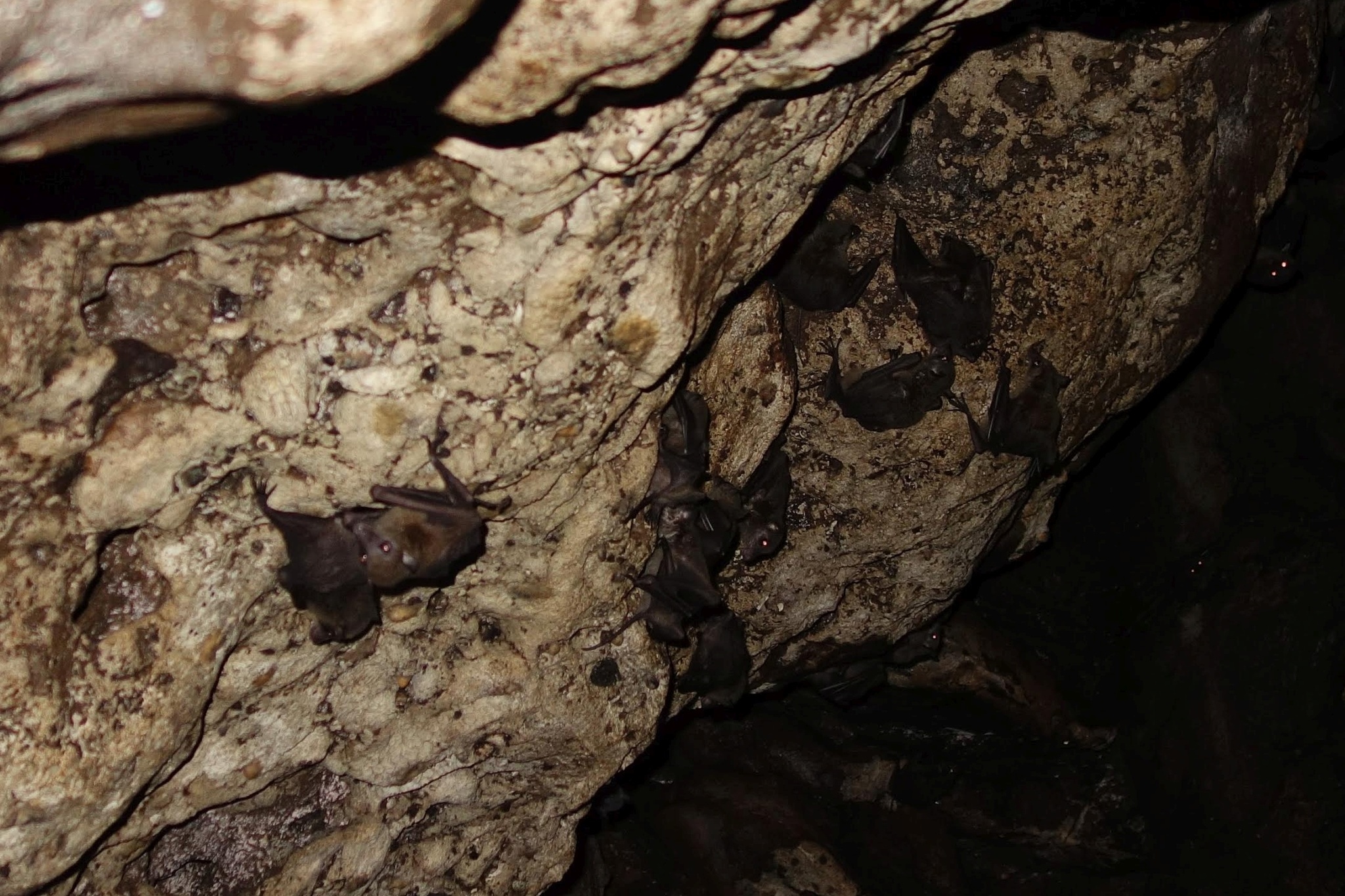 Notopteris macdonaldii Gray, 1859