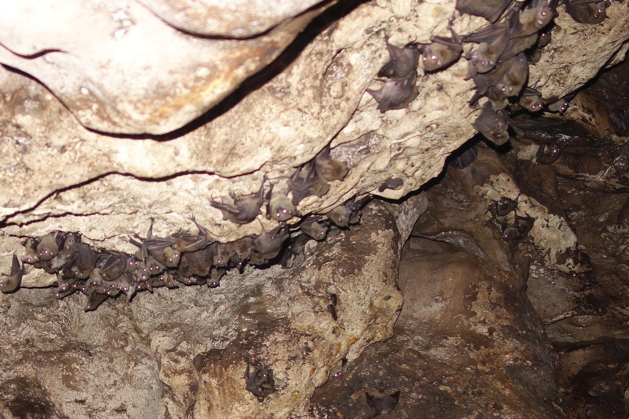 Notopteris macdonaldii Gray, 1859