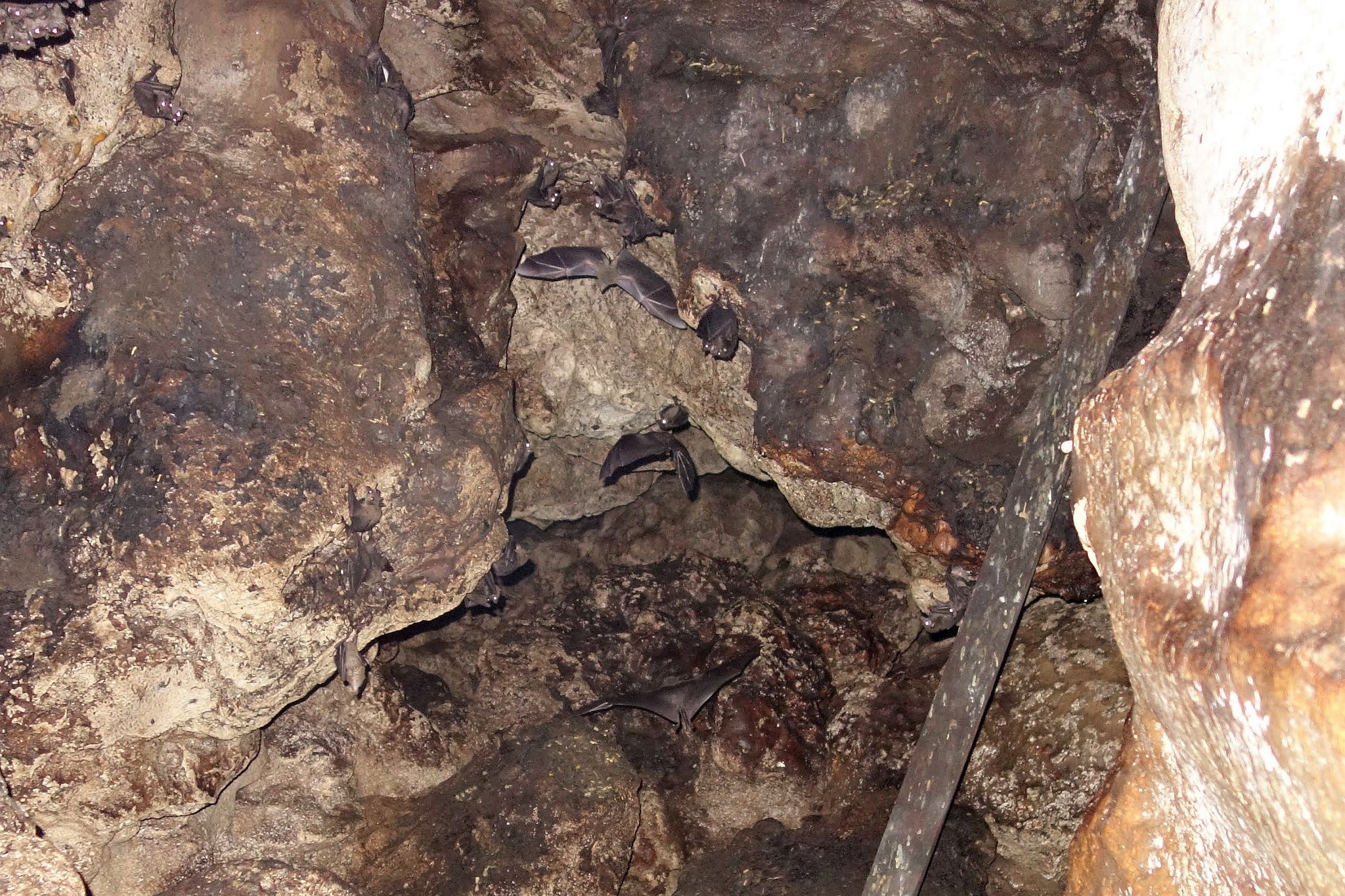 Notopteris macdonaldii Gray, 1859