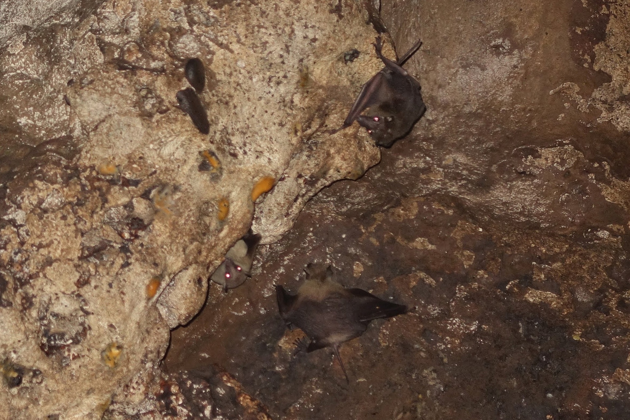 Notopteris macdonaldii Gray, 1859