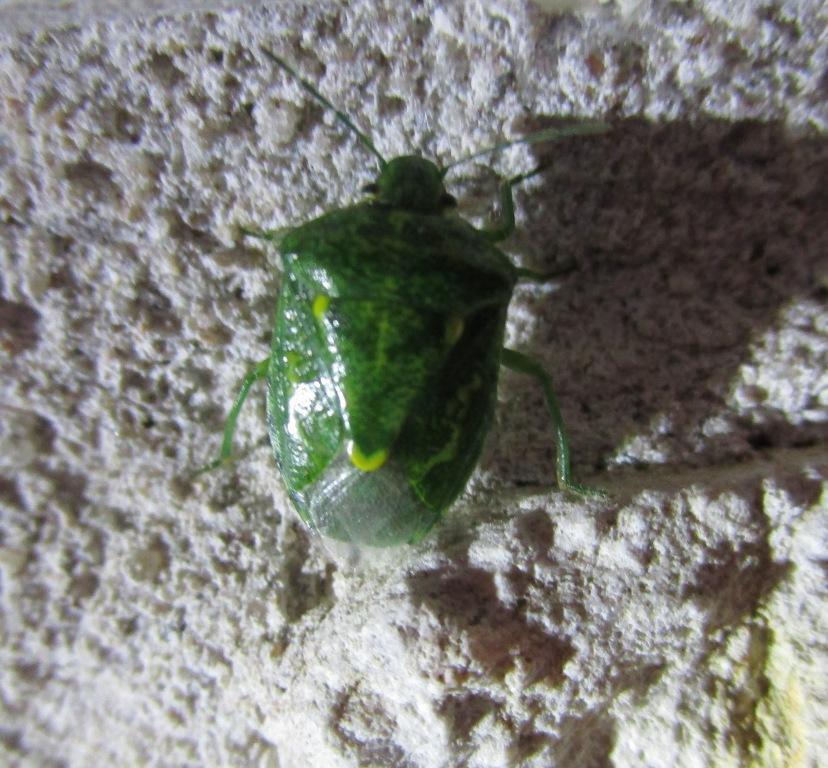 Juniper Stink Bug from Northtown Park, Austin, TX 78660, USA on May 01 ...