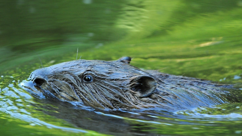 Eurasian Beaver (Castor fiber) - Know Your Mammals