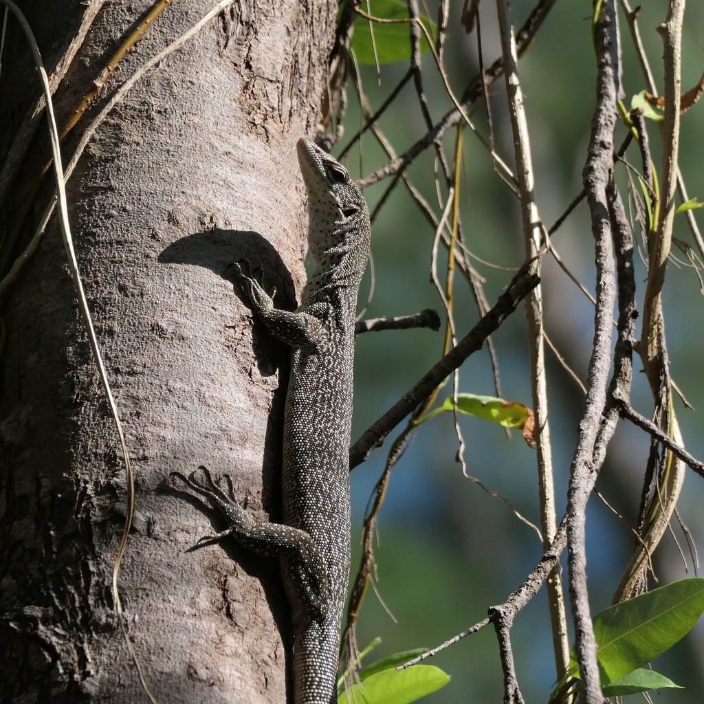 Banded Tree Monitor from Darwin NT, Australia on May 5, 2022 at 04:14 ...