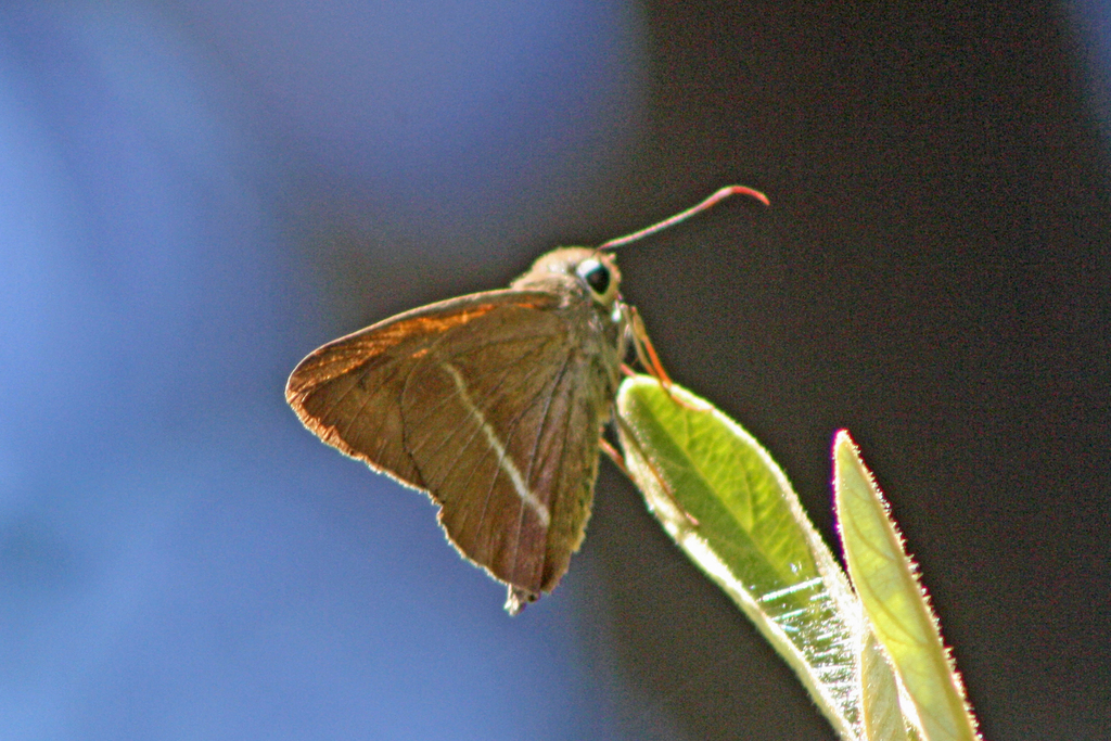 Hasora khoda haslia from Buderim QLD 4556, Australia on October 23 ...