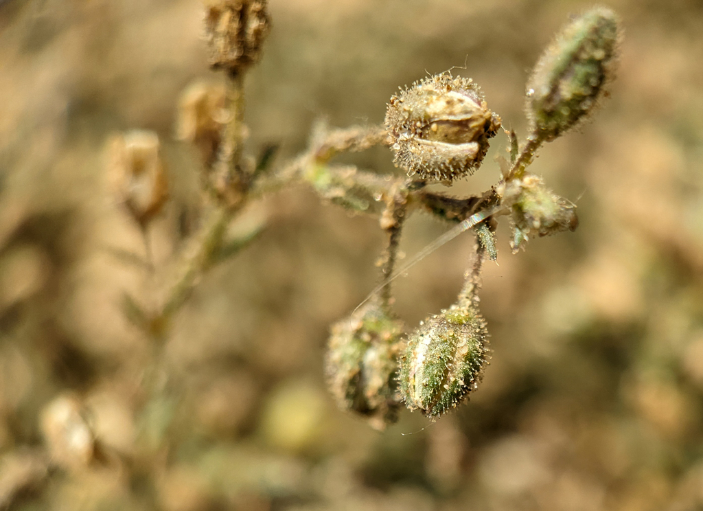 Red Sand Spurrey from Claremont, CA, USA on May 11, 2022 at 11:38 AM by ...