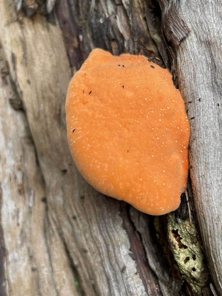 Southern Cinnabar Polypore from Kookaburra Bush Cct, Frankston South ...