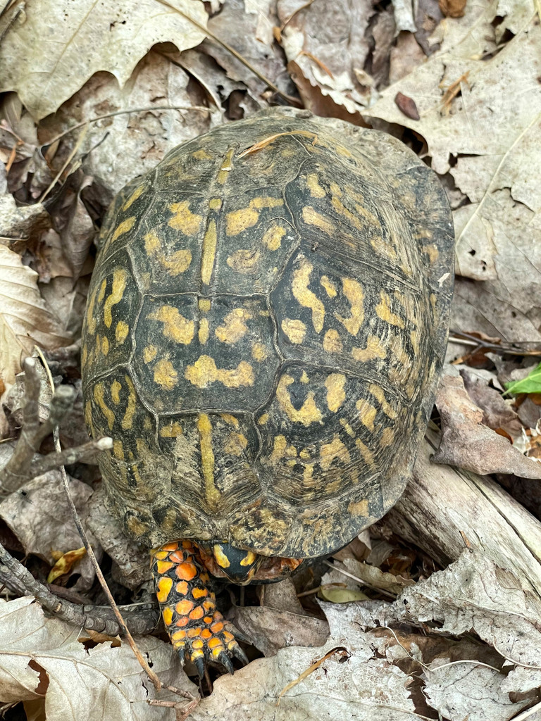 Eastern Box Turtle in May 2022 by johnbotany · iNaturalist