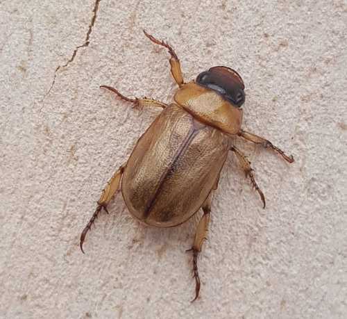 Adoretus convexus · iNaturalist