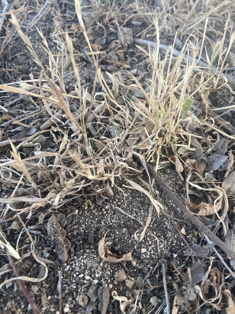 Ants from Del Norte Dr, San Bernardino, CA, US on May 12, 2022 at 07:12 ...