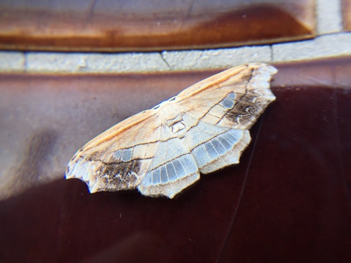 Genus Leucoblepsis · iNaturalist United Kingdom
