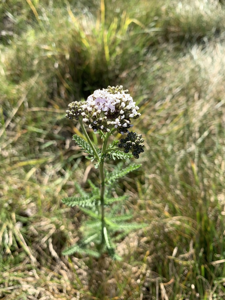 common yarrow from West Coast Road, Springfield, Canterbury, NZ on May ...