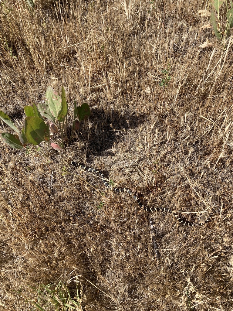 California King Snake from San Joaquin River National Wildlife Refuge ...