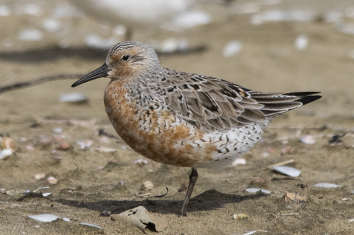 Northeastern Siberian Red Knot (Subspecies Calidris canutus rogersi ...