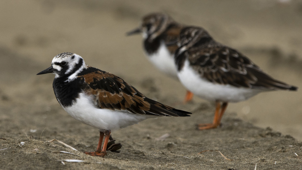 Arenaria interpres interpres (Madeira Birds) · iNaturalist