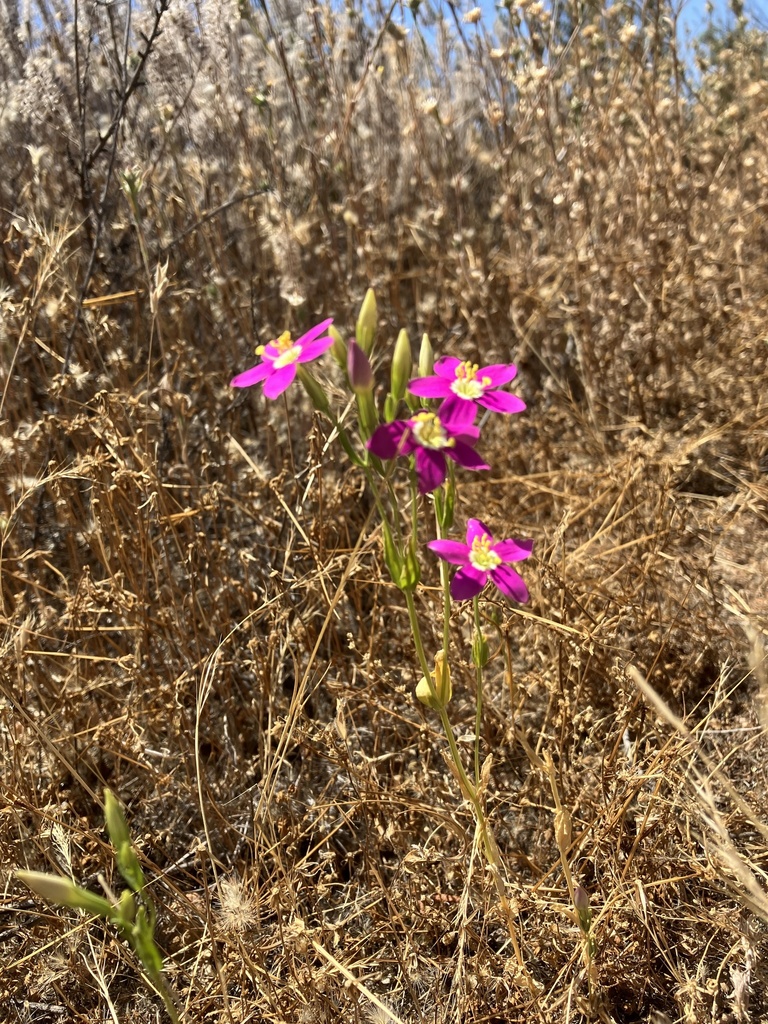 California Centaury from San Diego National Wildlife Refuge, Spring ...