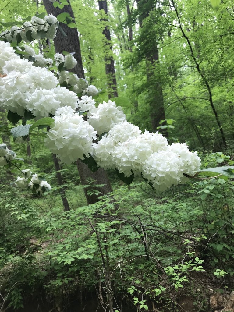 Japanese snowball from Scott's Run Nature Preserve, McLean, VA, US on ...