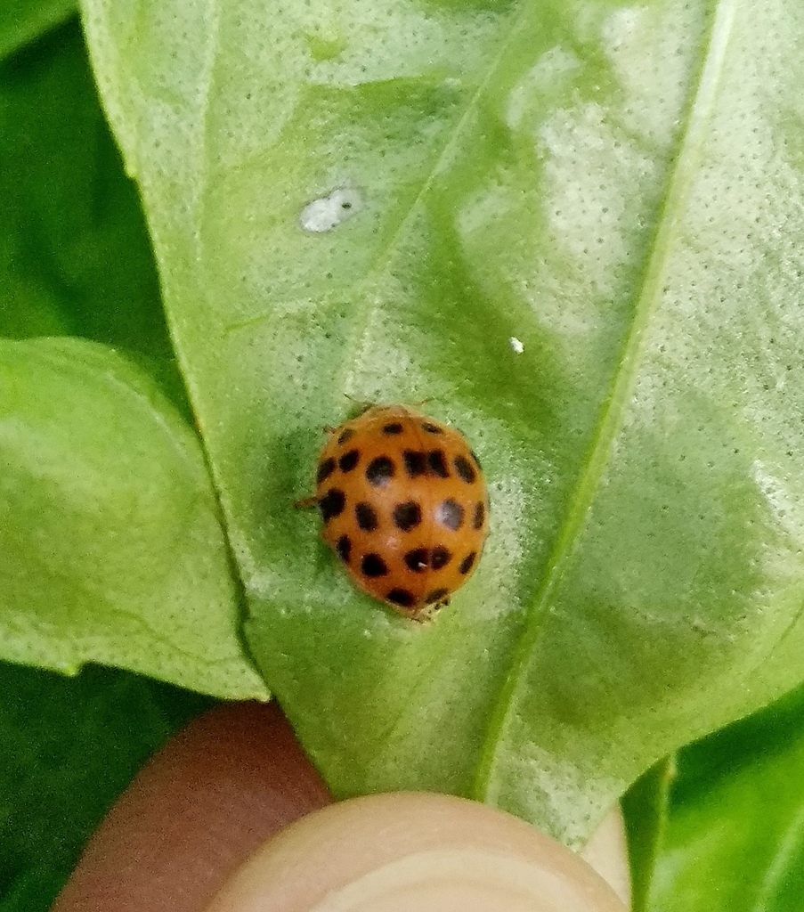 Hadda Beetle from Villa Devoto, CABA, Argentina on May 02, 2022 at 05: ...