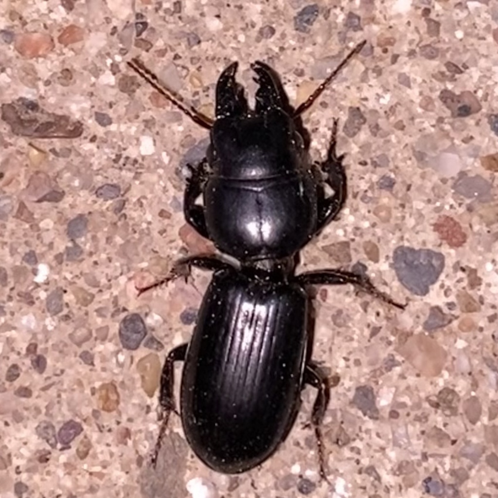 Scarites in May 2022 by Elliott Gordon · iNaturalist