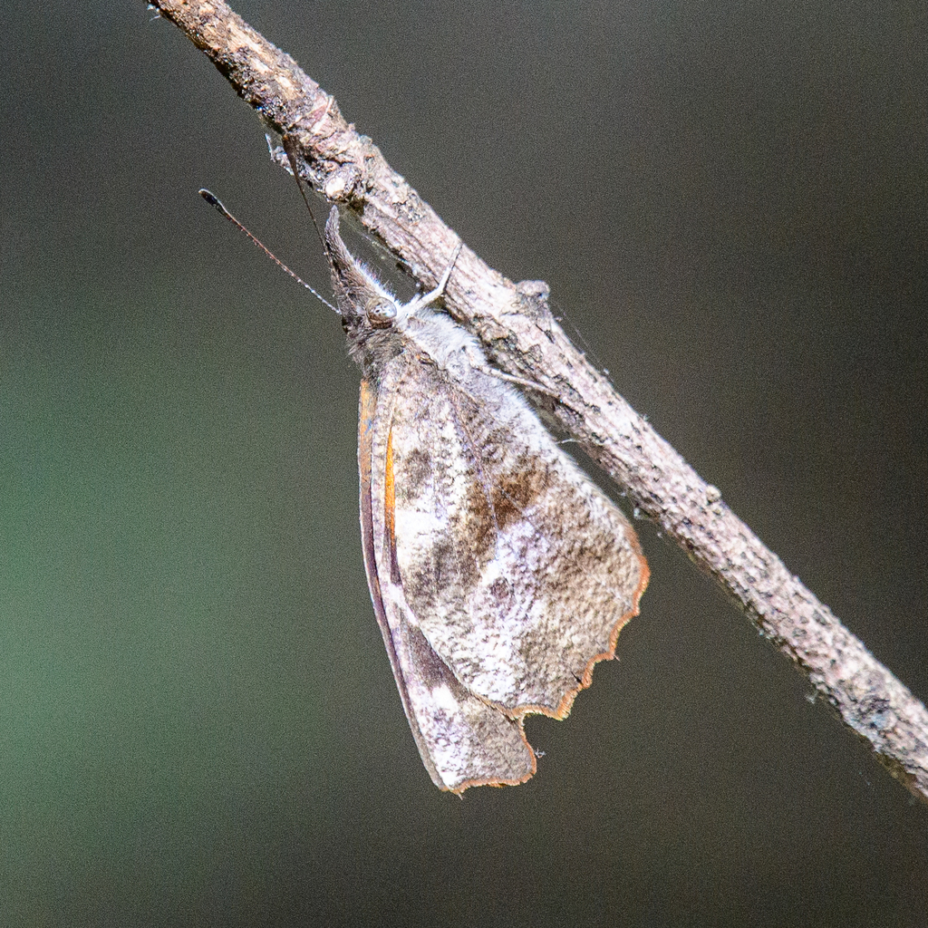American Snout from Congaree NP Weston Lake Loop, SC on April 29, 2022 ...