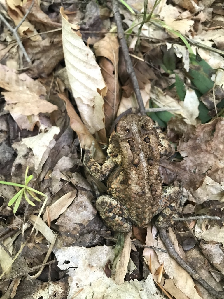 American Toad from Scott's Run Nature Preserve, McLean, VA, US on May ...