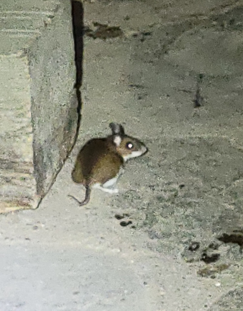 White-footed Mouse from Sleeping Giant State Park, New Haven ...