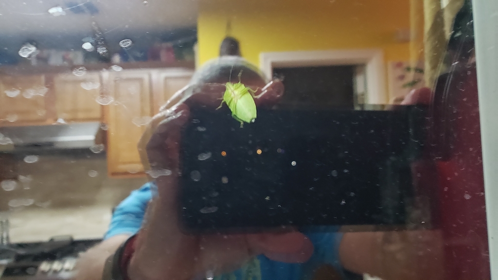 Green Stink Bug from Parker Lane, Austin, TX, USA on May 12, 2022 at 10 ...