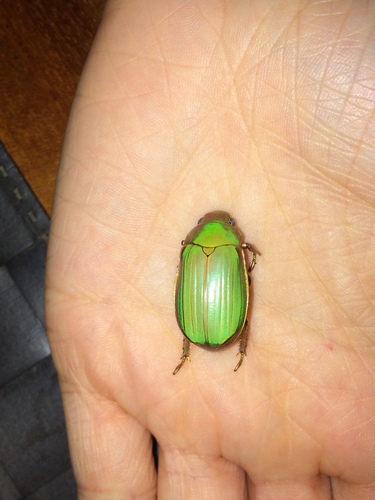 Chrysina tricolor · iNaturalist