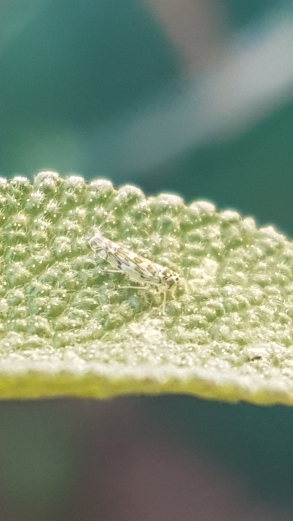 Banded sage hopper from Linwood, Christchurch, New Zealand on May 13 ...