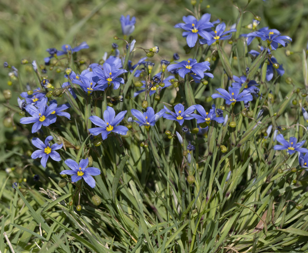 blue-eyed grasses from Oak Point Park and Nature Preserve on May 01 ...