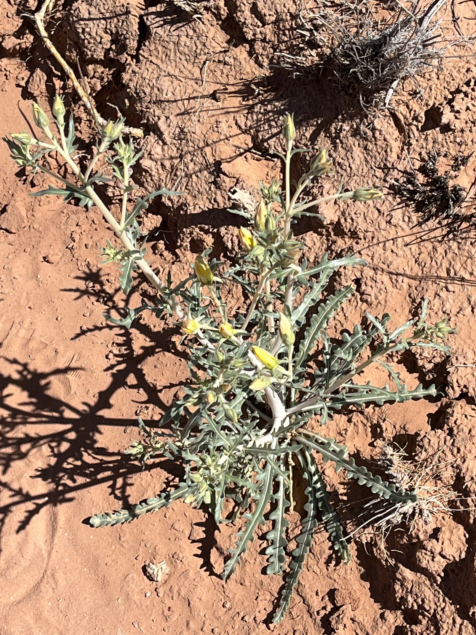 Mentzelia multiflora (Nutt.) Gray