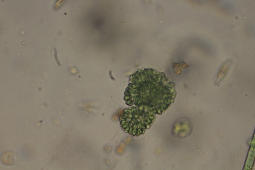 Woronichinia compacta · iNaturalist