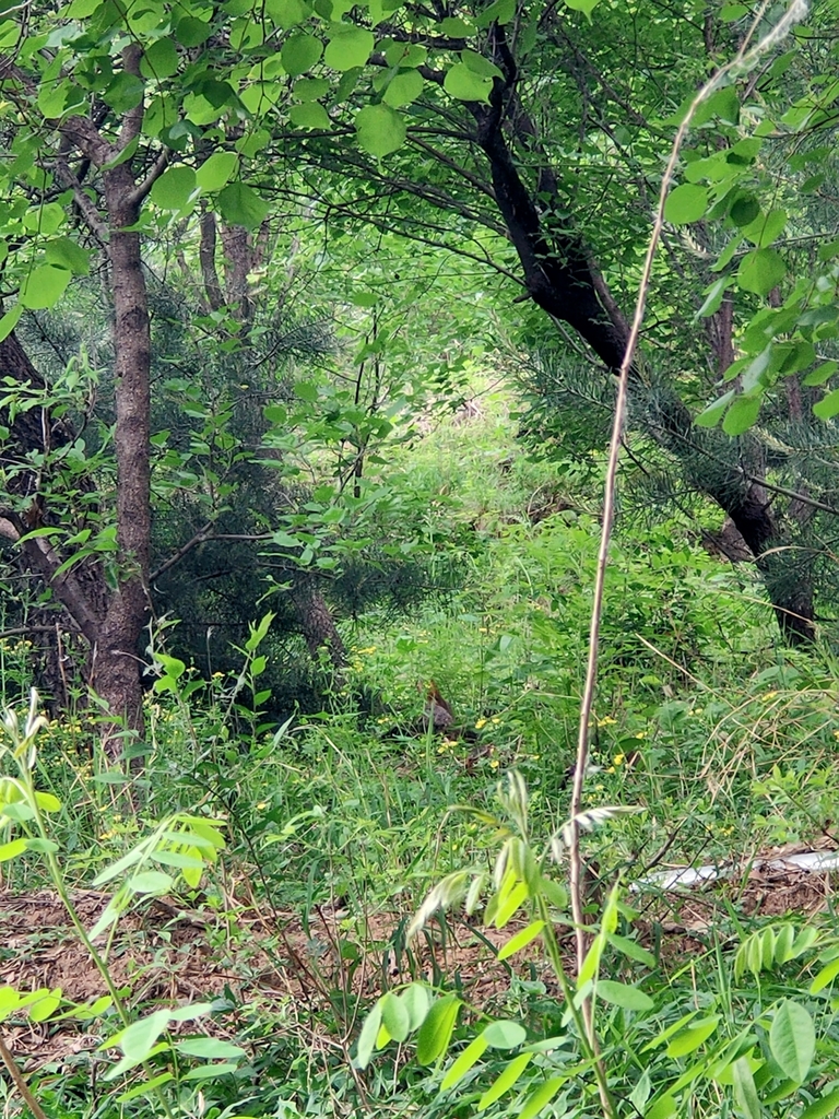 Tolai Hare from Beijing, Beijing, CN on May 12, 2022 at 08:30 AM by ...