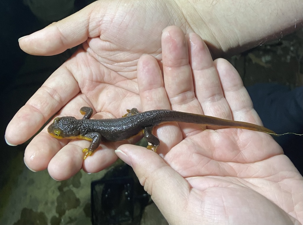 California Newt in May 2022 by Andrew Goffinet · iNaturalist