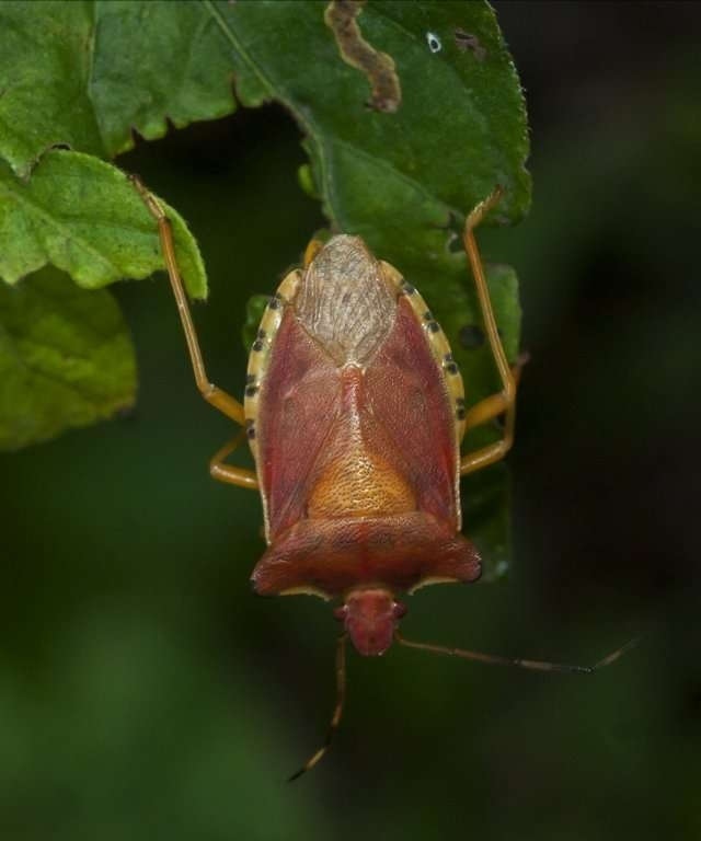 Black-shouldered Shieldbug by Luxirty · iNaturalist