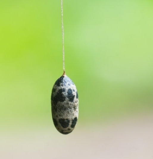 Charops by Luxirty · iNaturalist