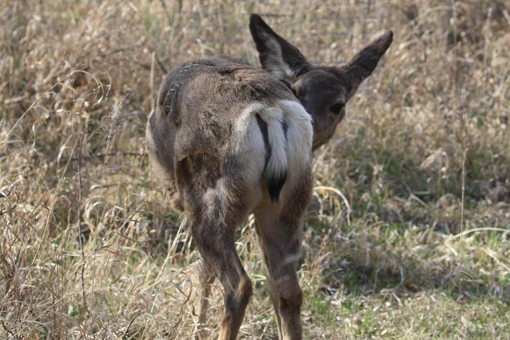 Mule Deer from Inglewood Bird Sanctuary & Nature Centre on May 12, 2022 ...