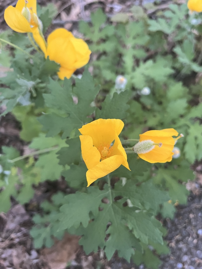 Celandine Poppy from Winding Ln, Vestal, NY, US on May 12, 2022 at 07: ...