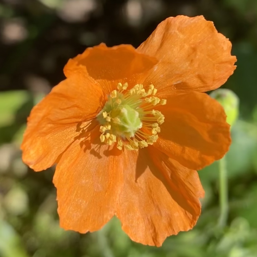 fire poppy from Mount Diablo State Park, Clayton, CA, US on May 11 ...
