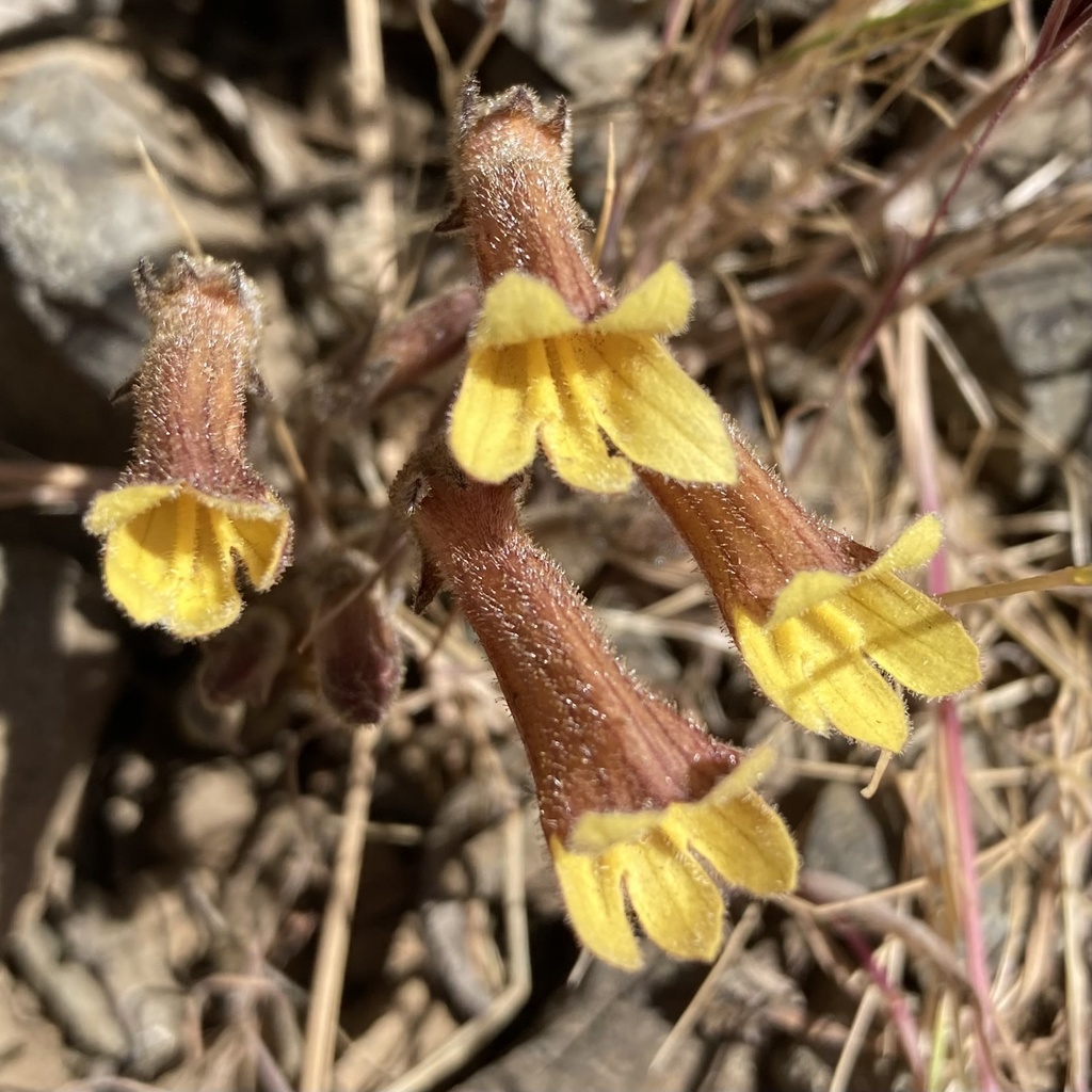 yellow clustered broomrape from Mount Diablo State Park, Clayton, CA ...