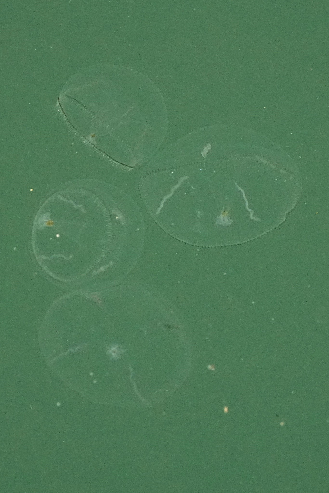 Eutonina indicans (Romanes, 1876)