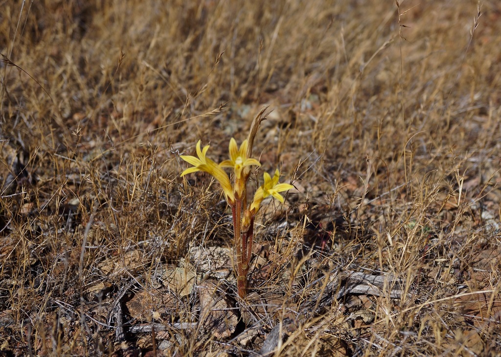 yellow clustered broomrape from Tuolumne County, CA, USA on May 11 ...