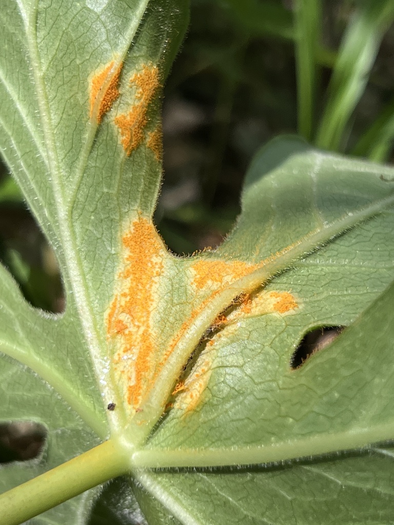 Mayapple Rust from Albert Johnson Rd, Nashville, IN, US on May 12, 2022 ...