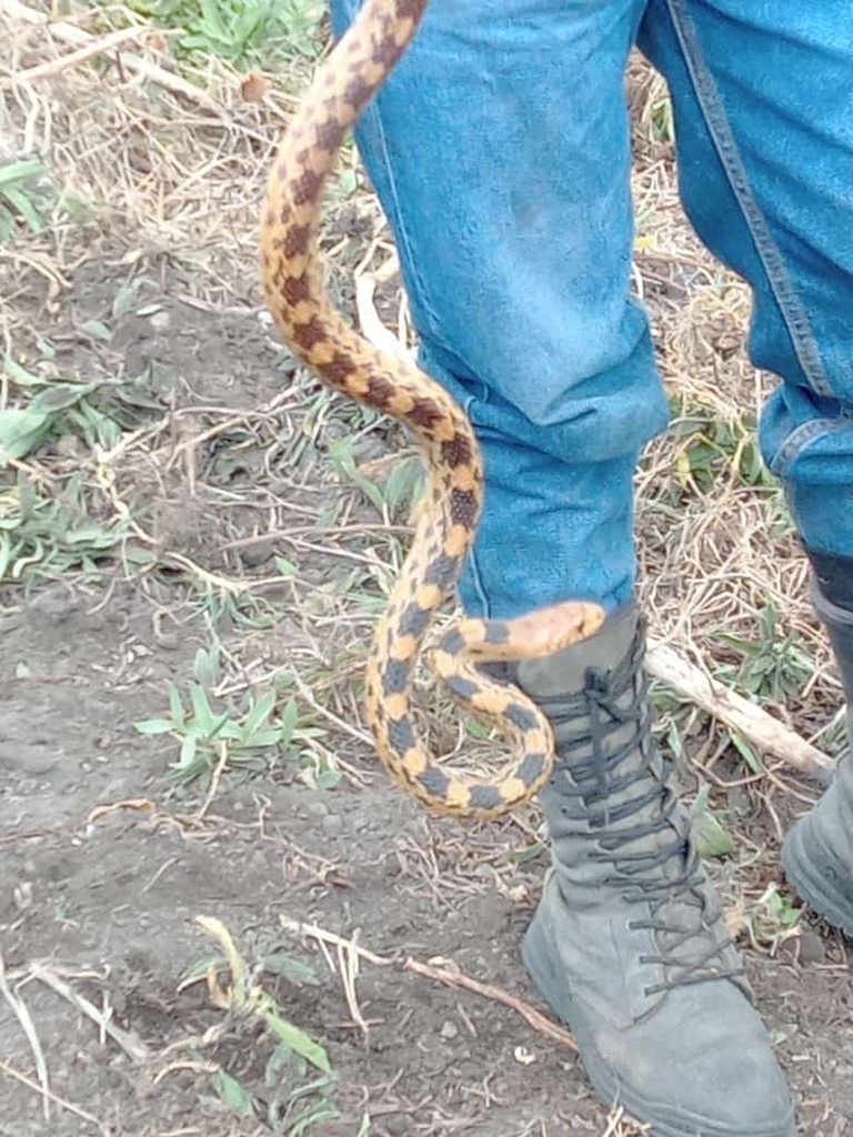 Mexican Bull Snake from 16043 CDMX, México on May 11, 2022 at 11:39 AM ...